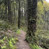 Forest Park Ridge Trail, Oregon - 1,278 Reviews, Map | AllTrails