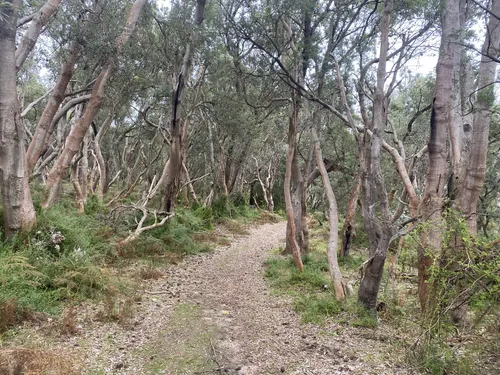 10 Best Walking Trails in Cape Liptrap Coastal Park | AllTrails