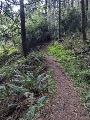 Best Kid Friendly Trails in Ferndale | AllTrails