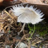 Pup Creek Falls via Clackamas River Trail [CLOSED], Oregon - 621 ...