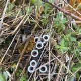 Pup Creek Falls via Clackamas River Trail [CLOSED], Oregon - 621 ...