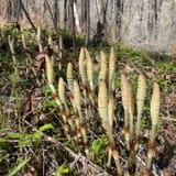 Pup Creek Falls via Clackamas River Trail [CLOSED], Oregon - 621 ...