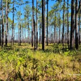 Green Swamp Preserve, North Carolina - 204 Reviews, Map | AllTrails