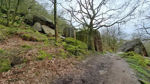 Best Bird Watching Trails in Chevin Forest Country Park | AllTrails