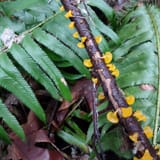 Nolte State Park Deep Lake, Washington - 609 Reviews, Map | AllTrails