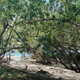 Lind Point Trail to Honeymoon Beach, Saint John, US Virgin Islands ...