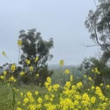 Murphy Ranch Trail , California - 1,488 Reviews, Map | AllTrails