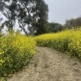 Murphy Ranch Trail , California - 1,488 Reviews, Map | AllTrails