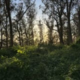 Mount Sutro Loop, California - 2,517 Reviews, Map | AllTrails