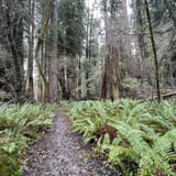 Tall Trees Grove Loop Trail, California - 2,156 Reviews, Map | AllTrails