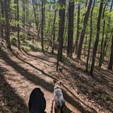 Sycamore Trail Loop, North Carolina - 1,675 Reviews, Map | AllTrails