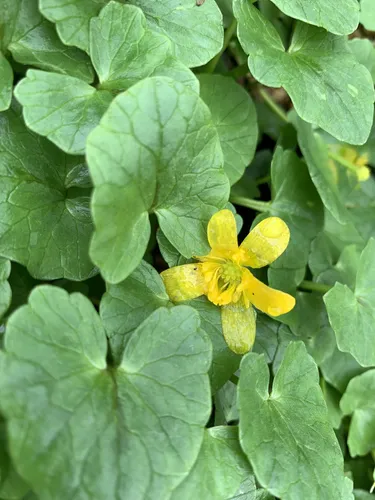 Best Kid Friendly Trails in Bill Yeck Park | AllTrails