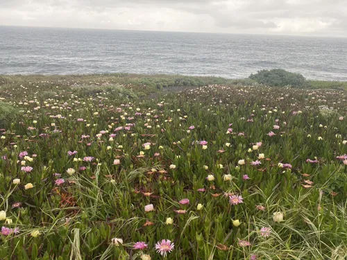 Best Trail Running Trails in Fiscalini Ranch Preserve | AllTrails