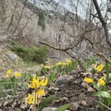 Neff's Canyon Loop, Utah - 2,464 Reviews, Map | AllTrails