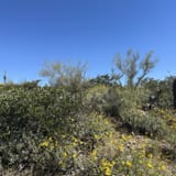 Hackberry Springs Loop, Arizona - 1,742 Reviews, Map | AllTrails