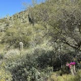 Hackberry Springs Loop, Arizona - 1,742 Reviews, Map | AllTrails