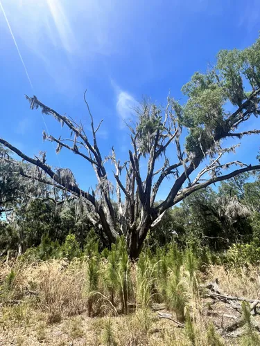 Best Trail Running Trails in Split Oak Forest Wildlife And ...