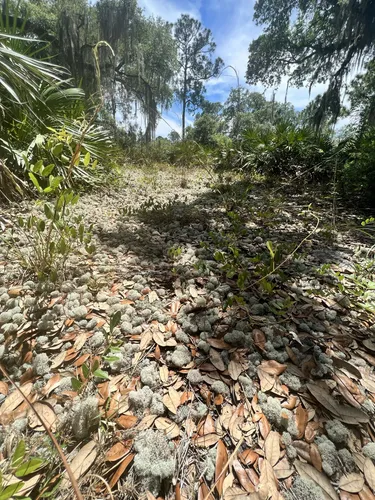 Best Trail Running Trails in Split Oak Forest Wildlife And ...