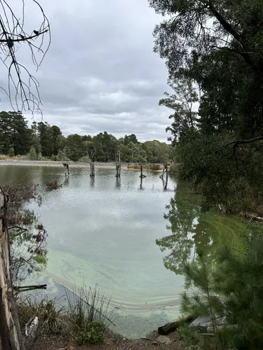 Best Trail Running Trails in Creswick State Forest | AllTrails