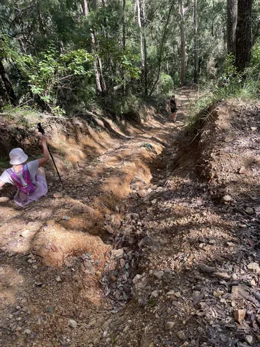 Best Forest Trails in Imbil State Forest 1 | AllTrails