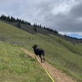 Weldon Wagon Road Trail, Washington - 532 Reviews, Map | AllTrails