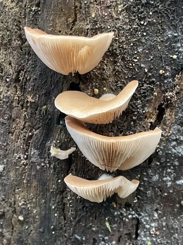 Best Hikes and Trails in Labertouche Cave Geological Reserve | AllTrails