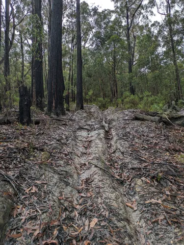 Best Hikes and Trails in Moondarra State Park | AllTrails