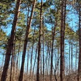 Ice Age Trail: Blue Spring Lake Segment, Wisconsin - 604 Reviews, Map ...
