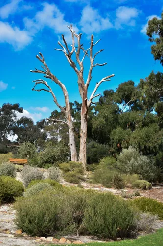 Best Hikes and Trails in Wittunga Botanic Gardens | AllTrails