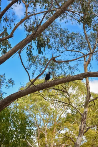 Best Hikes and Trails in Wittunga Botanic Gardens | AllTrails