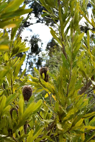 Best Hikes and Trails in Wittunga Botanic Gardens | AllTrails