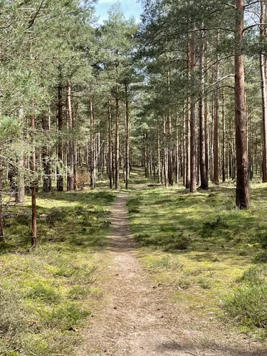 Best Trail Running Trails in Brandon Country Park | AllTrails