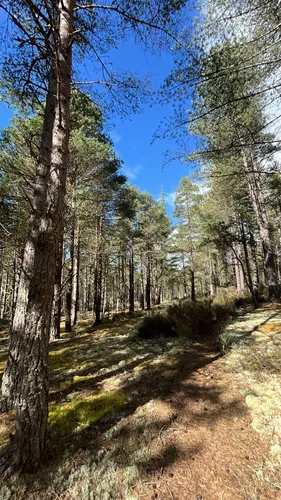 Best Hikes and Trails in Culbin Forest | AllTrails
