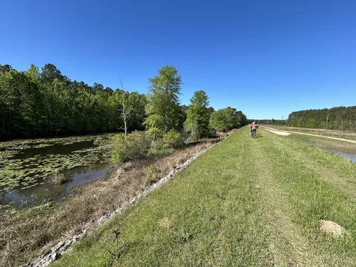 Best Moderate Trails in Francis Marion National Forest | AllTrails