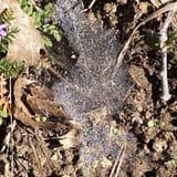 Oak Glen Preserve Trails, California - 792 Reviews, Map | AllTrails