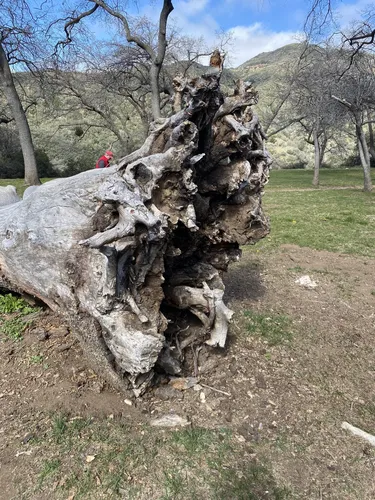 Best Wheelchair Friendly Trails in The Wildlands Conservancy Oak Glen ...