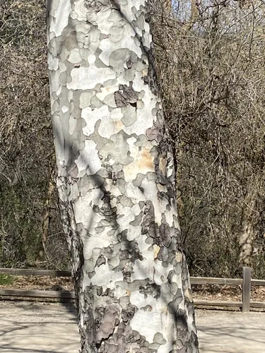 Best Wheelchair Friendly Trails in The Wildlands Conservancy Oak Glen ...