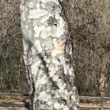 Oak Glen Preserve Trails, California - 792 Reviews, Map | AllTrails