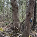 Cocagne Trail, New Brunswick, Canada - 81 Reviews, Map | AllTrails