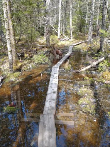 Best Snowshoeing Trails in Deer Isle | AllTrails