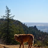 Columbine Trail, Colorado - 1,943 Reviews, Map | AllTrails
