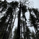 Oneonta Trail and Gorge Trail (Short Option), Oregon - 749 Reviews, Map ...