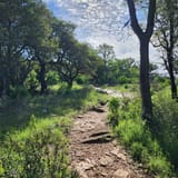 Gorman Falls Trail, Texas - 1,125 Reviews, Map | AllTrails