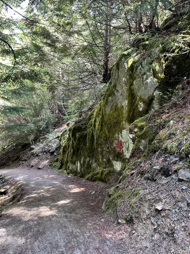 Best Hard Trails in Whistler Interpretive Forest | AllTrails