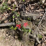 Whitaker Point Trail (Hawksbill Crag), Arkansas - 3,817 Reviews, Map ...