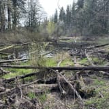 Nolte State Park Deep Lake, Washington - 609 Reviews, Map | AllTrails