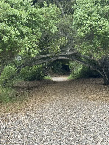 Marian Bear Natural Memorial Park: Die besten Routen zum Wandern ...