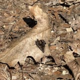 Holler Collar Trail, Ohio - 65 Reviews, Map | AllTrails