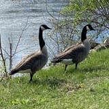 Gring's Mill Trail, Pennsylvania - 857 Reviews, Map | AllTrails