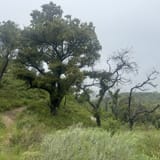 Ocean Overlook Loop, California - 1,003 Reviews, Map | AllTrails